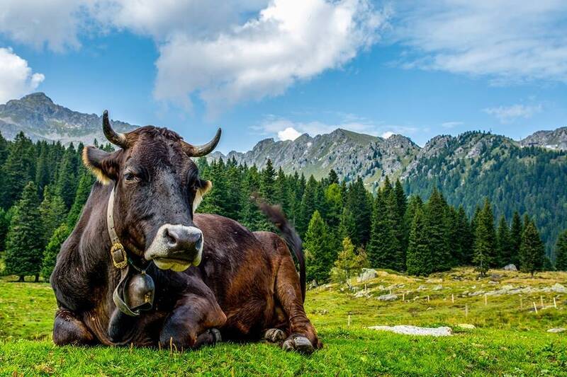 Fondazione Edmund Mach